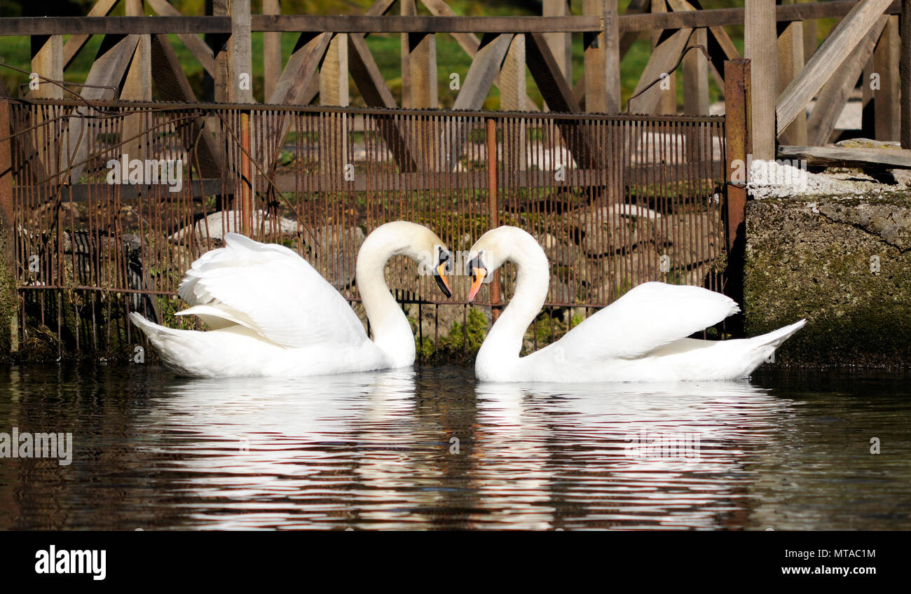 Pair of swans in the water Stock Photo - Alamy
