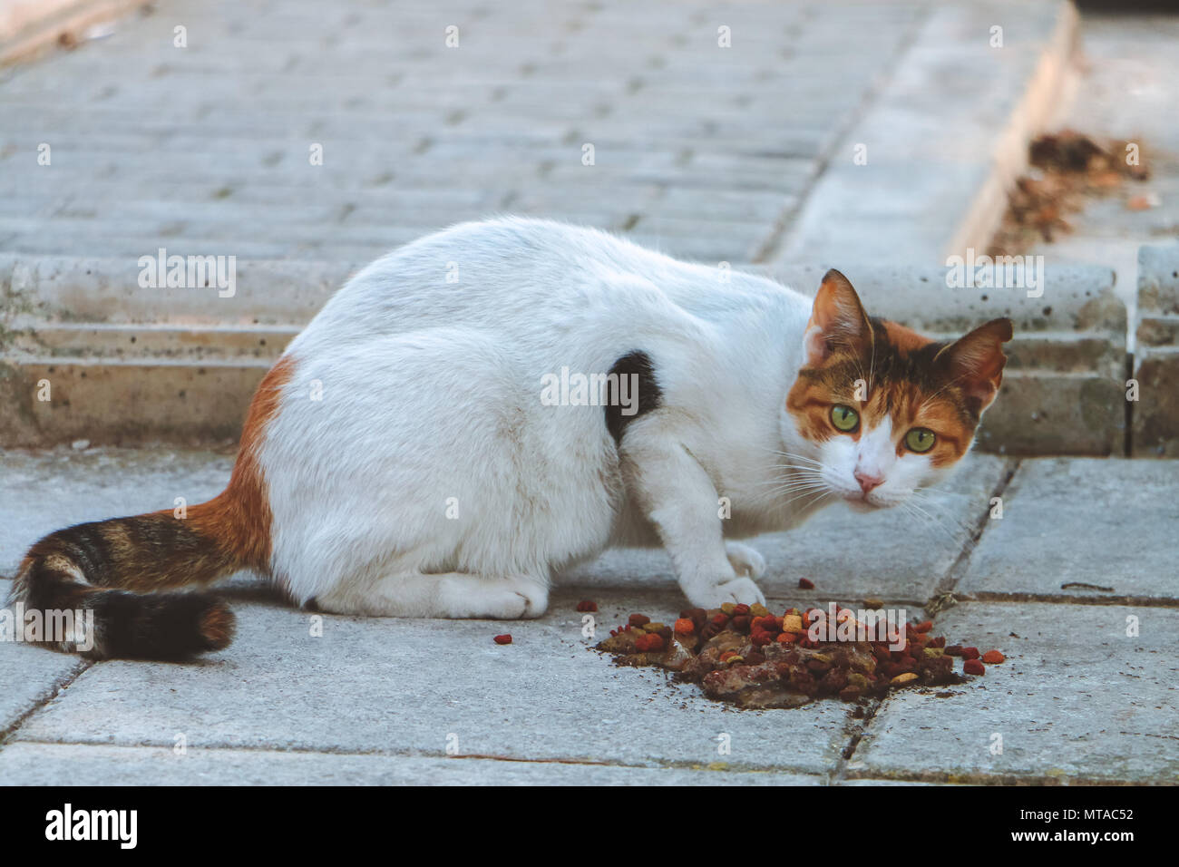 Suspicious animal hi-res stock photography and images - Alamy