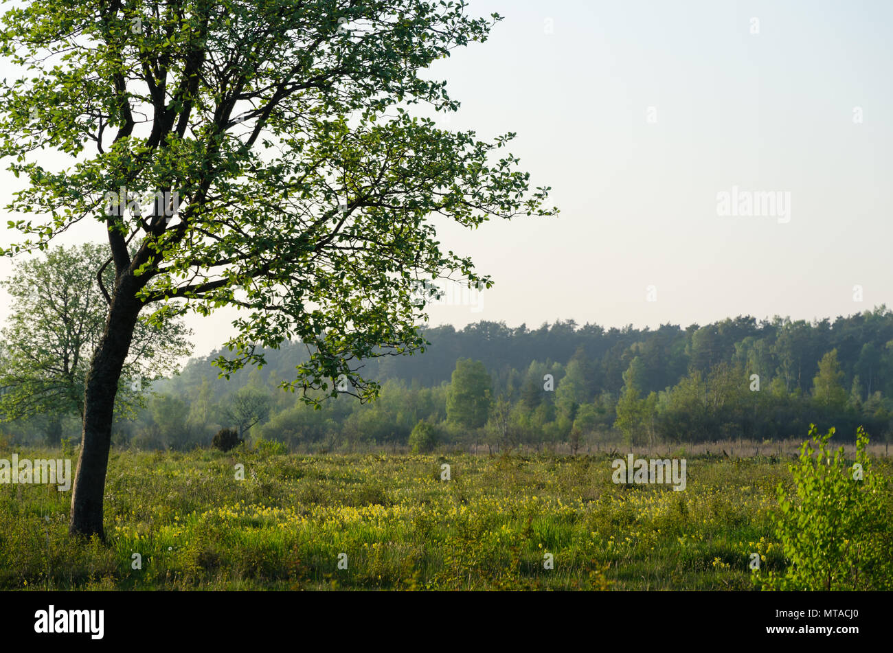 Beautiful grassland hi-res stock photography and images - Alamy