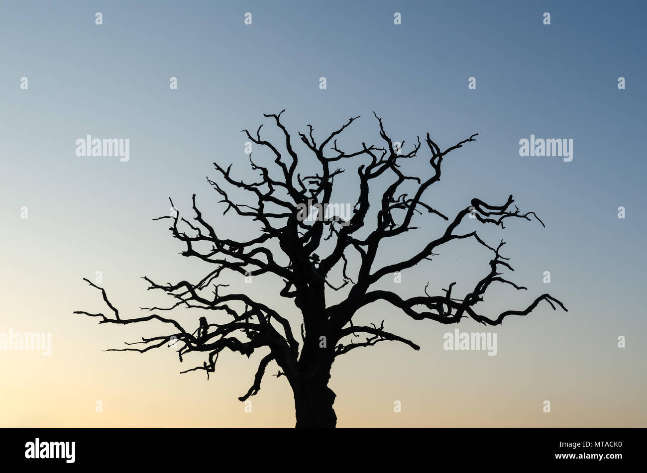 Mighty old oak tree silhouette by a colored sky Stock Photo - Alamy