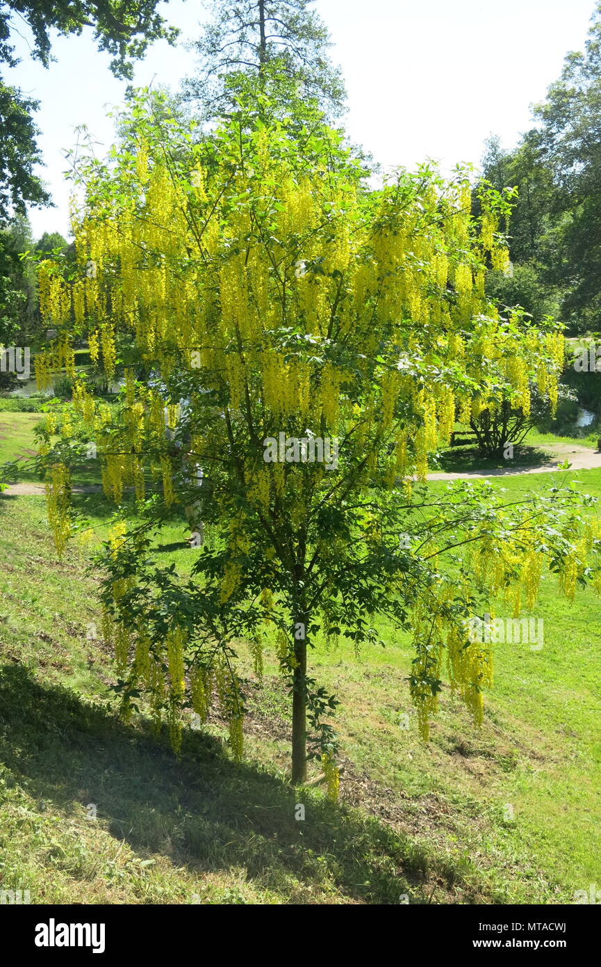 This laburnum tree was in full flower with long, beautiful racemes of ...