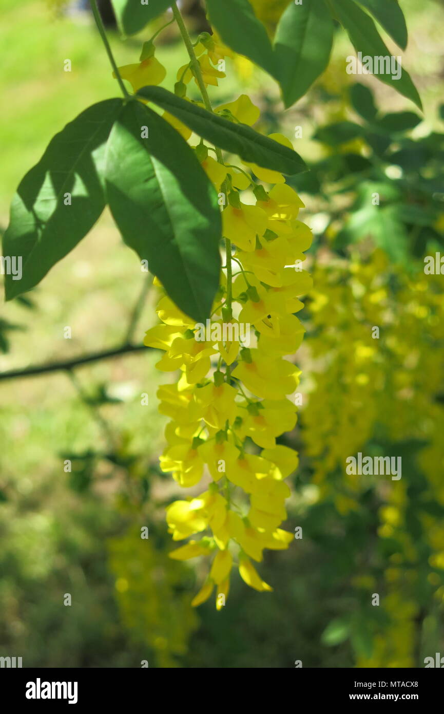 Pergola laburnum hi-res stock photography and images - Alamy
