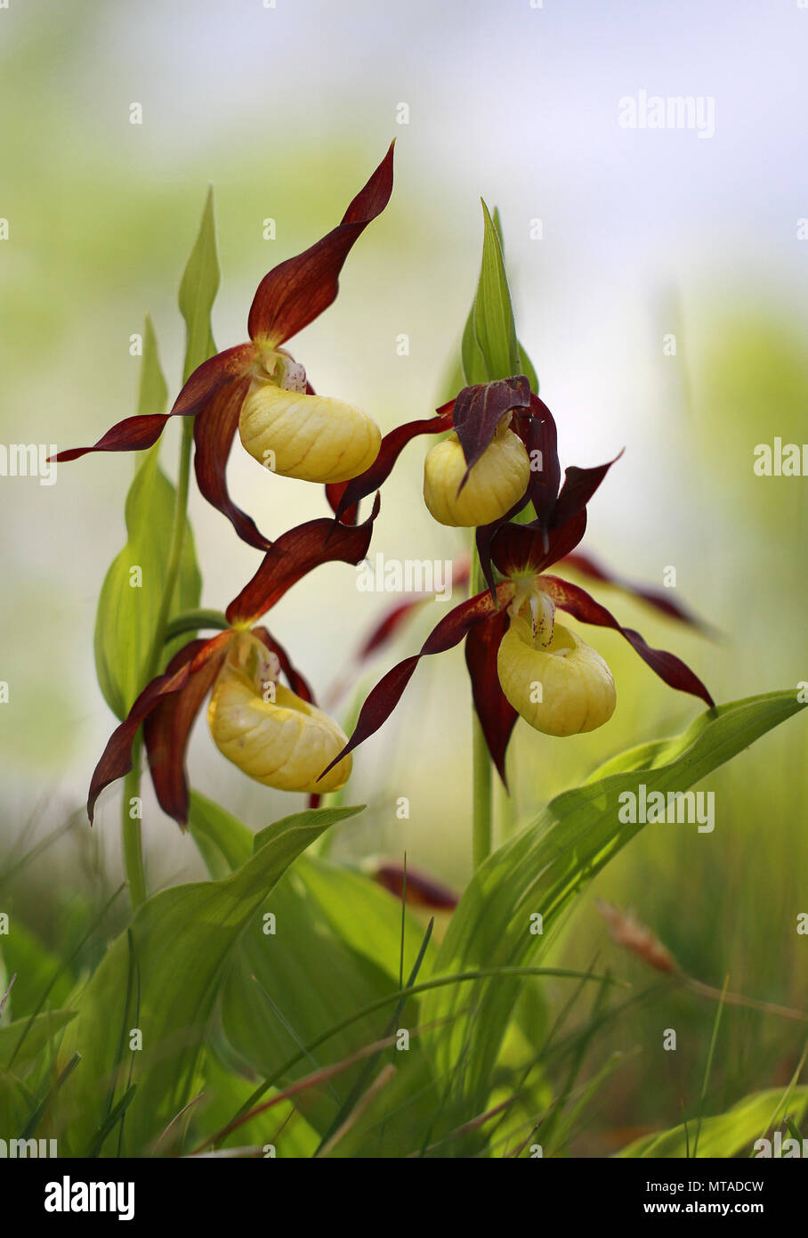 British native orchids hi-res stock photography and images - Alamy