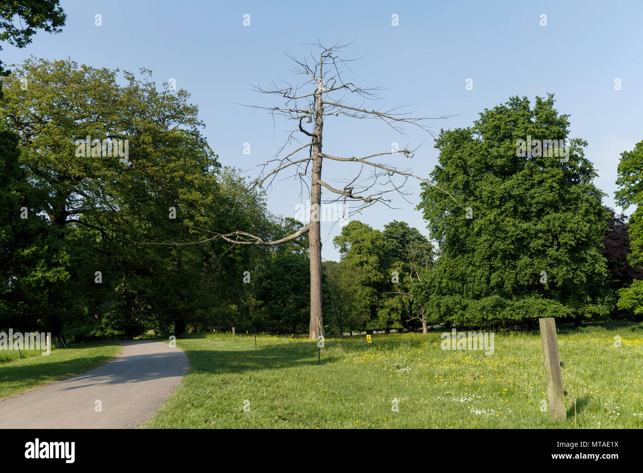 A large dead tree surrounded by several healthy trees at a National ...