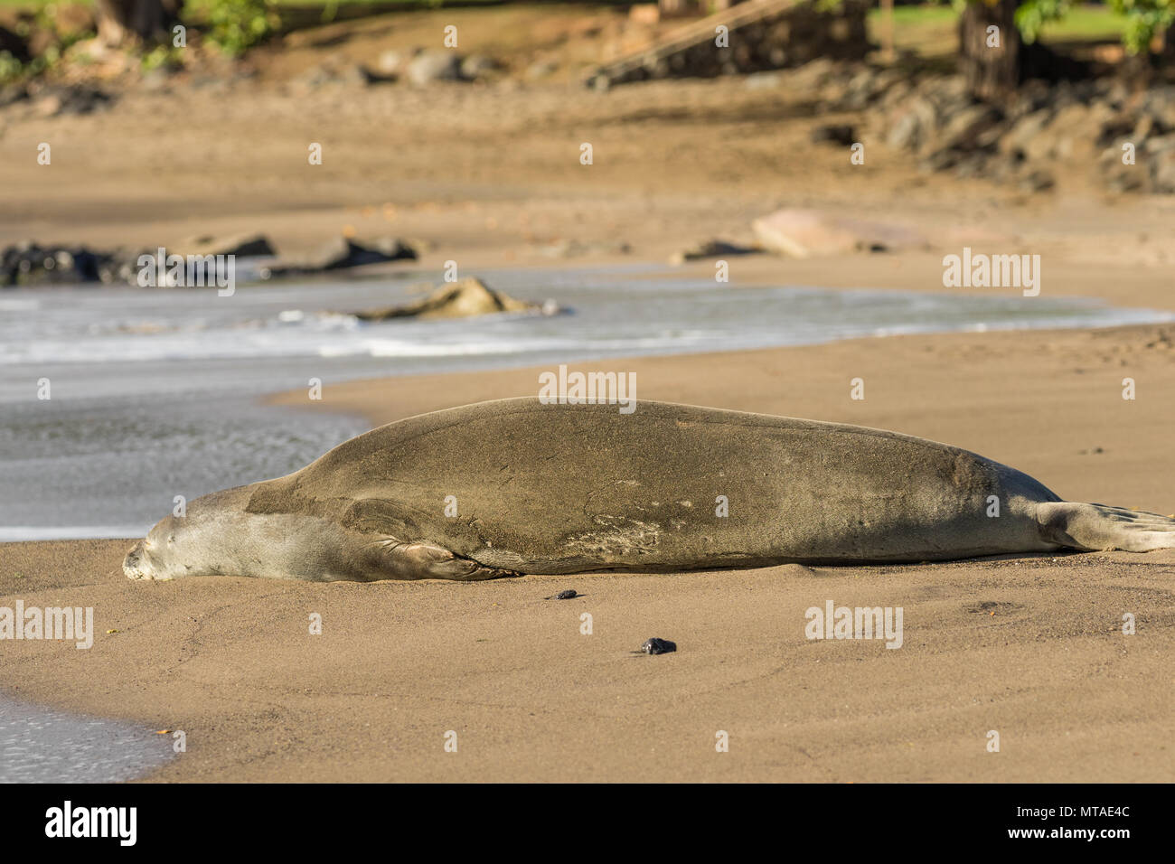 Endangered Hawaiian Monk Seal on Maui Beach Stock Photo - Alamy