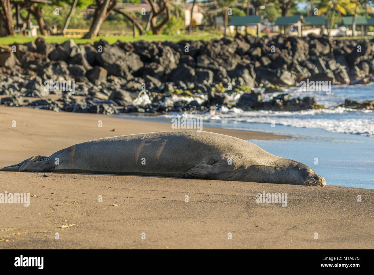 Endangered Hawaiian Monk Seal on Maui Beach Stock Photo - Alamy