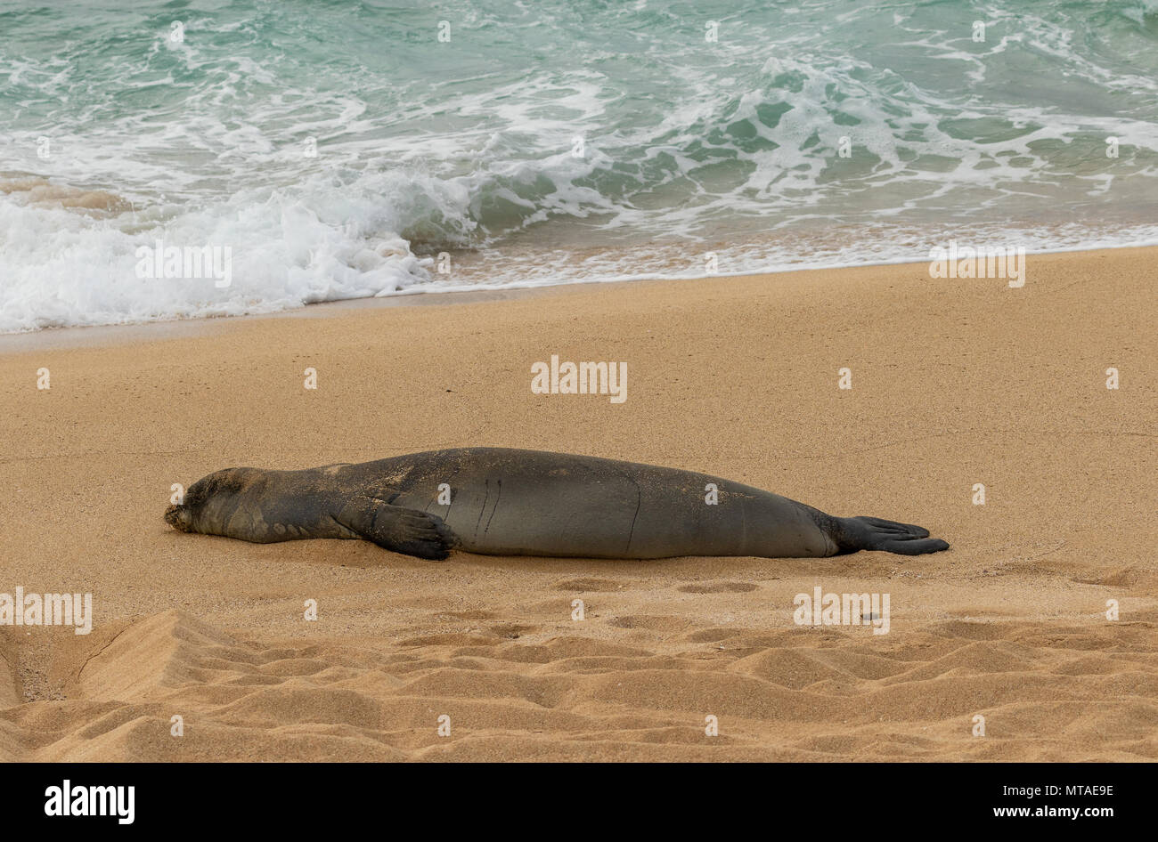 Endangered Hawaiian Monk Seal on Maui Beach Stock Photo - Alamy
