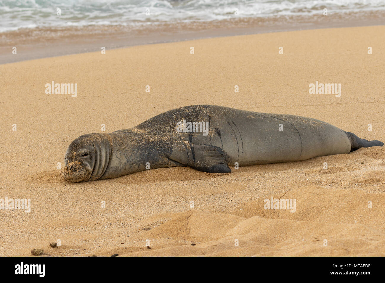 Endangered Hawaiian Monk Seal on Maui Beach Stock Photo - Alamy