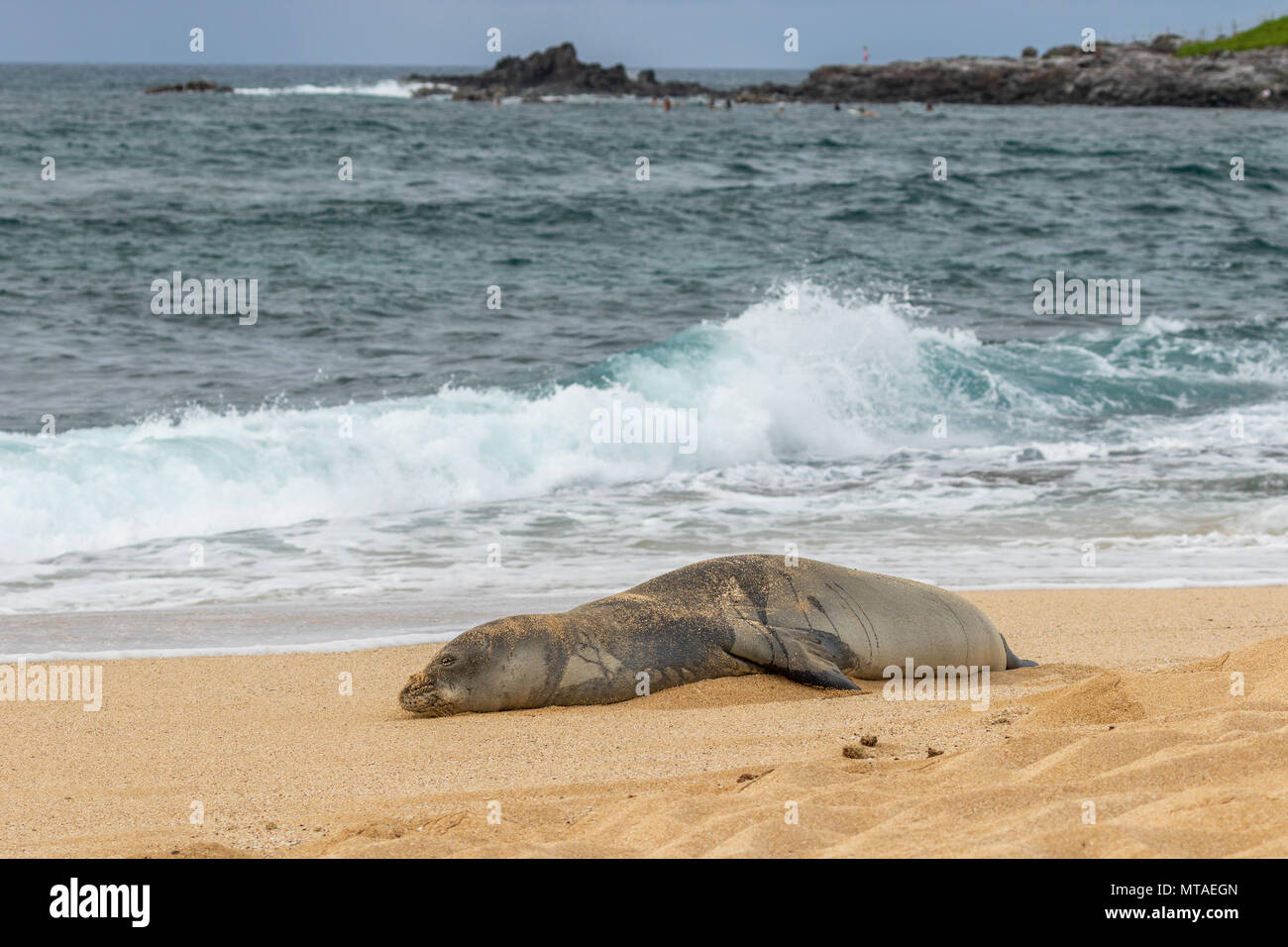 Endangered Hawaiian Monk Seal on Maui Beach Stock Photo - Alamy