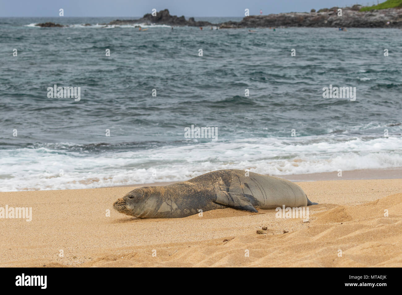 Endangered Hawaiian Monk Seal on Maui Beach Stock Photo - Alamy