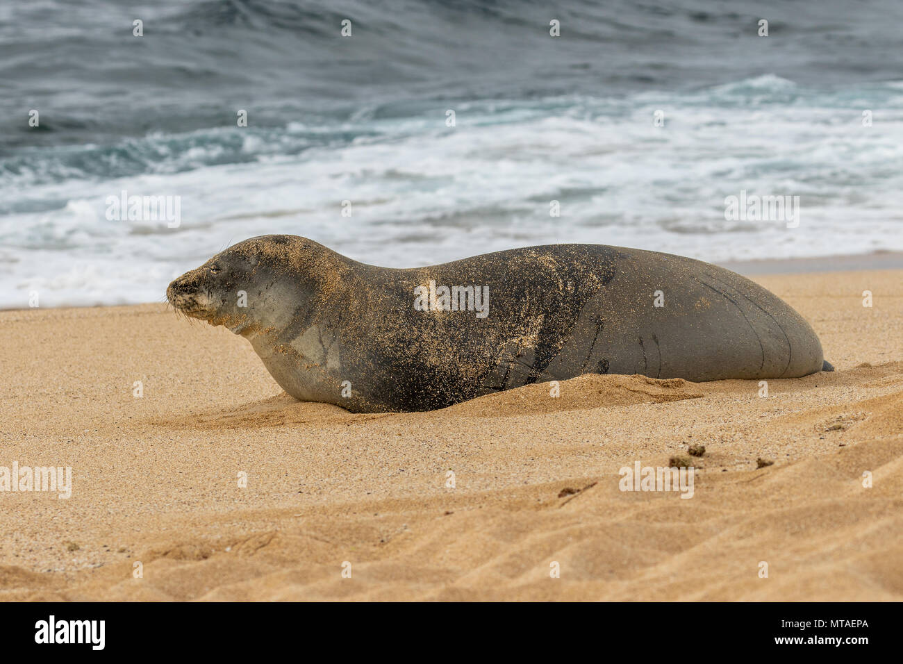 Endangered Hawaiian Monk Seal on Maui Beach Stock Photo - Alamy