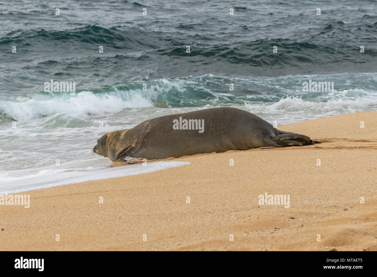 Endangered Hawaiian Monk Seal on Maui Beach Stock Photo - Alamy