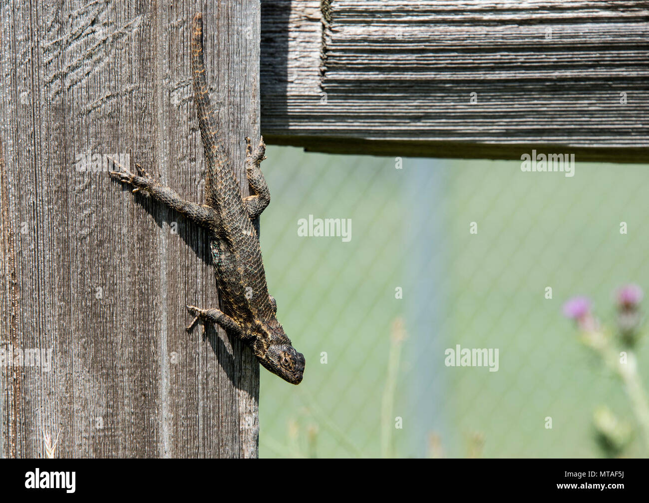 A western fence lizard, rests appropriately on a fence, Apr. 20, 2017, Travis Air Force Base ...
