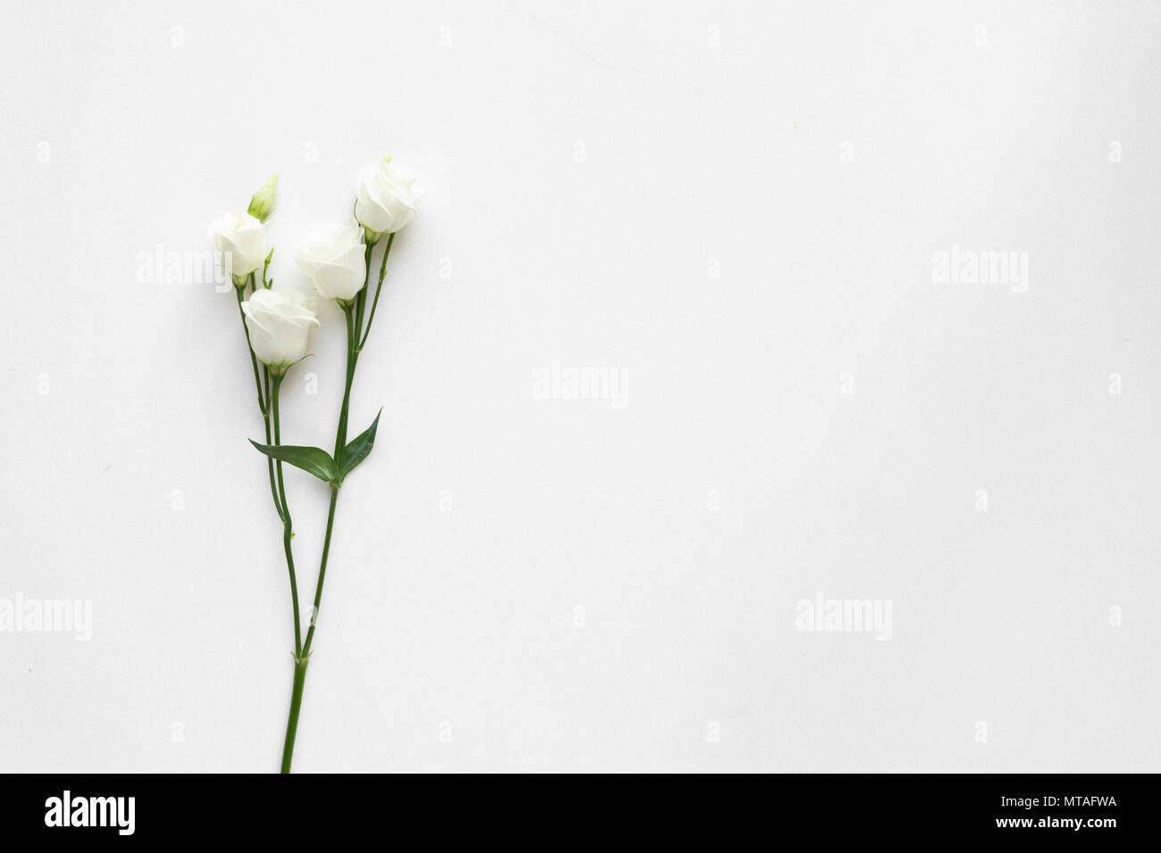 White beautiful roses on white marble. Top View Stock Photo - Alamy