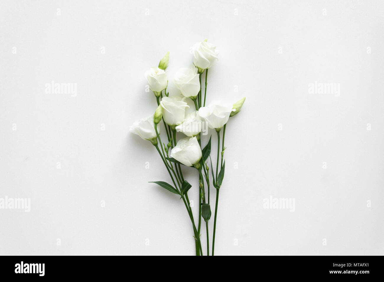 White beautiful roses on white marble. Top View Stock Photo - Alamy