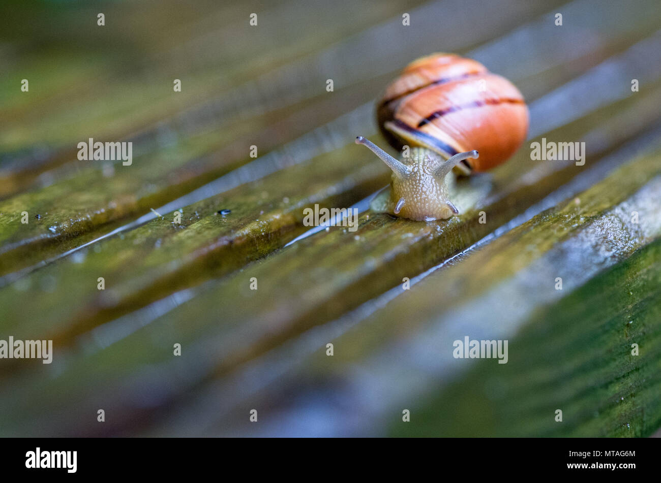 Close-up of a Brown-Lipped snail Stock Photo - Alamy