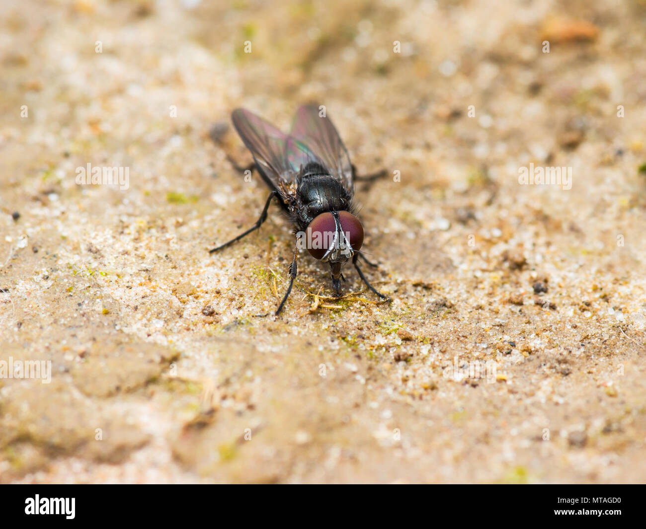 Diptera Meat Fly Insect On Ground Stock Photo - Alamy