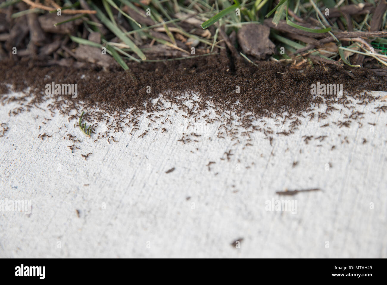 Group of ants on ground hi-res stock photography and images - Alamy