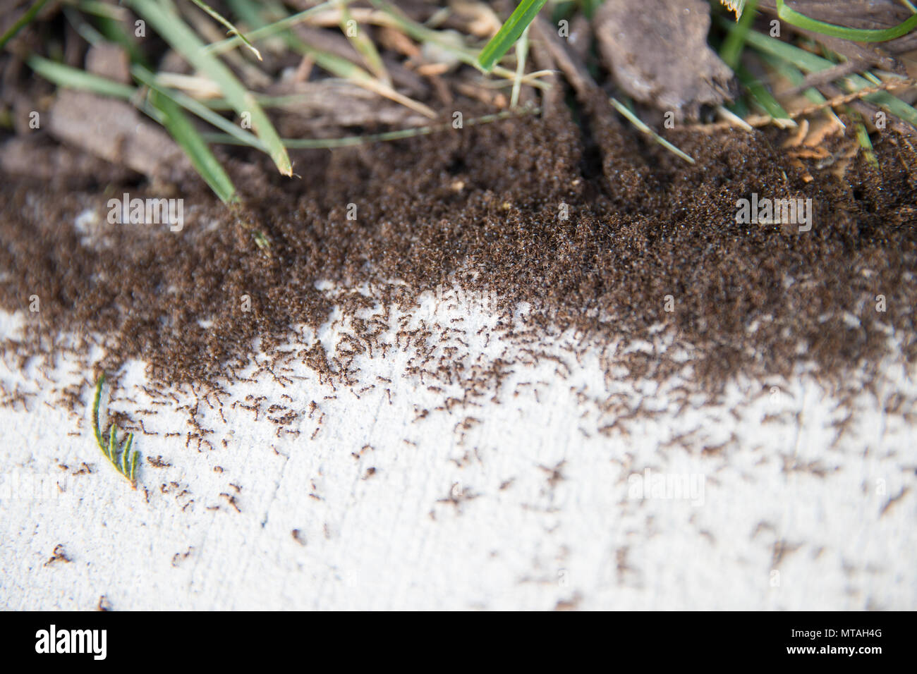 Thousands of ants hi-res stock photography and images - Alamy