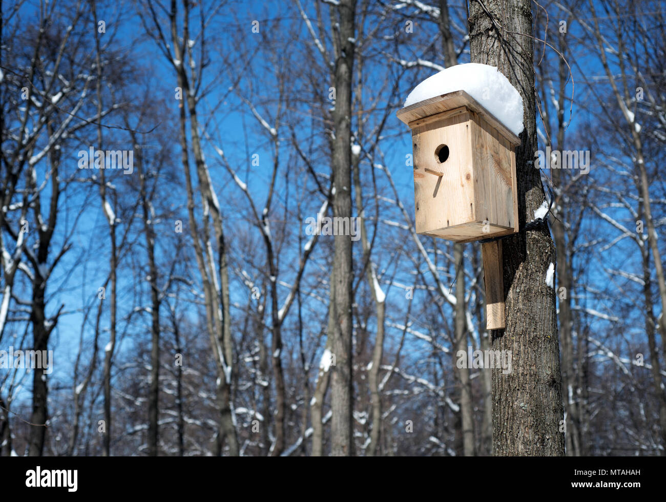 Handmade ornate wooden birdhouse attached to a large tree in a forest ...