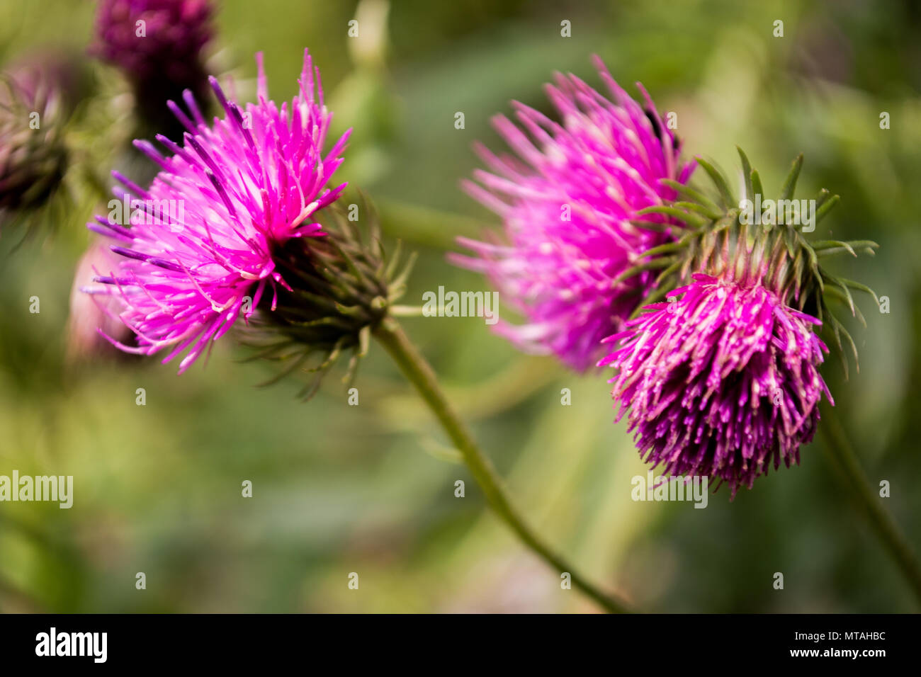 Bank thistle hi-res stock photography and images - Alamy