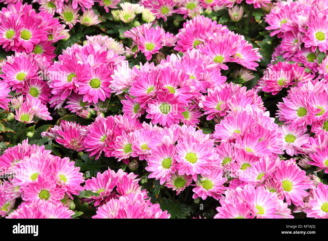 beautiful pink flower with water drops Stock Photo - Alamy