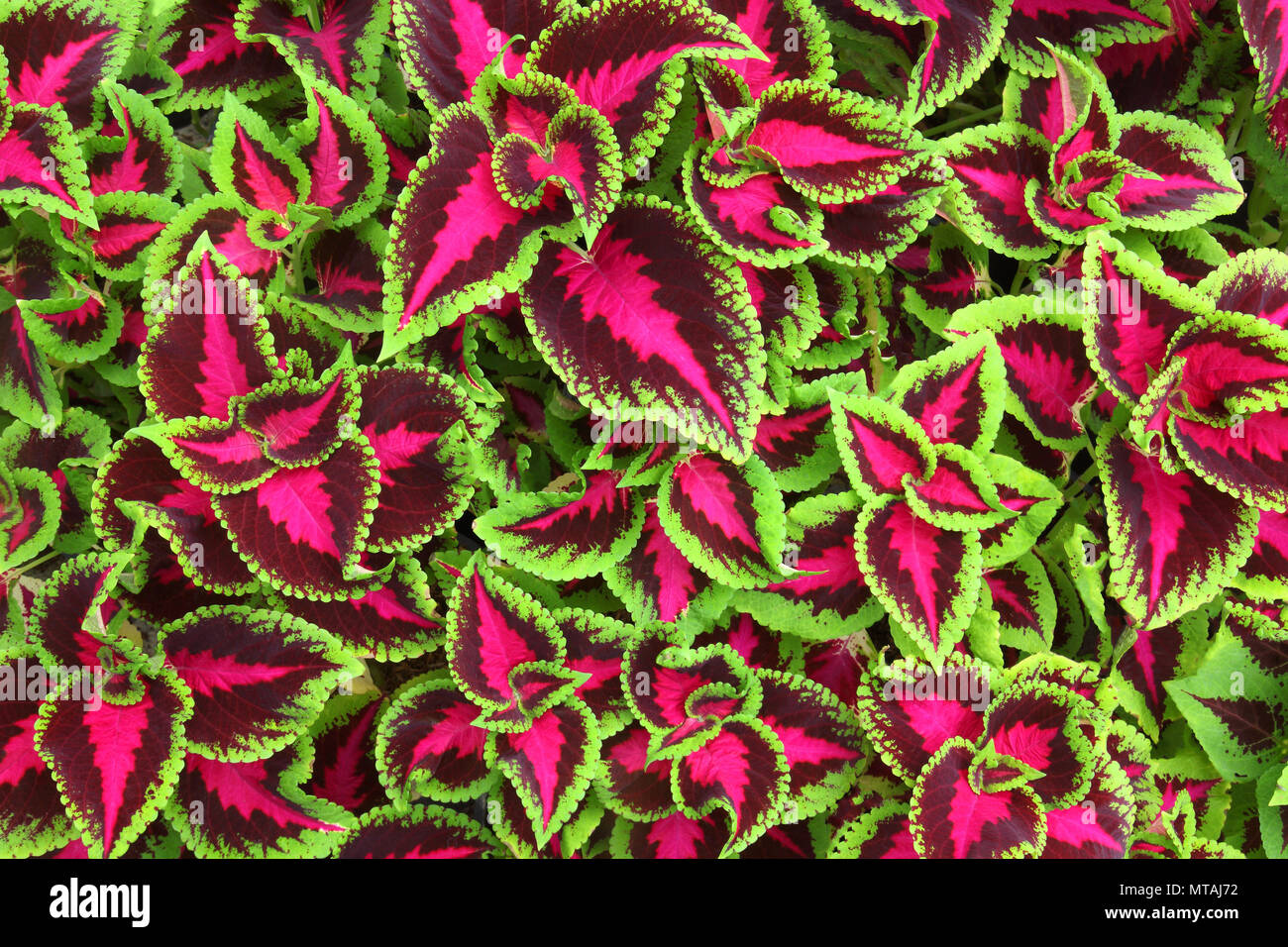 Magnificent Leaves Pattern / Natural Pattern Background Stock Photo - Alamy