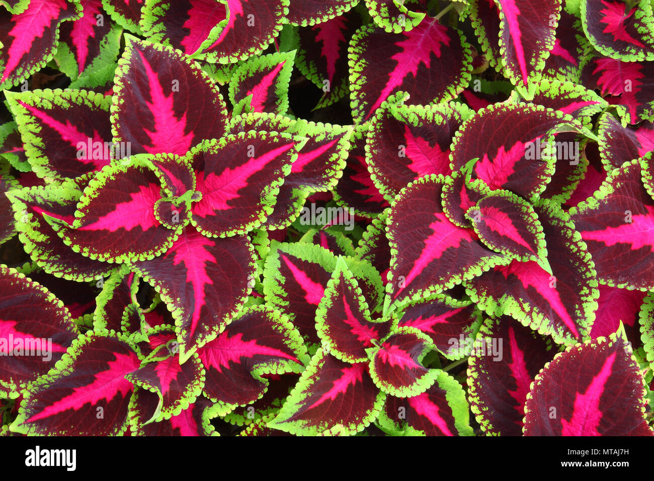 Magnificent Leaves Pattern / Natural Pattern Background Stock Photo - Alamy