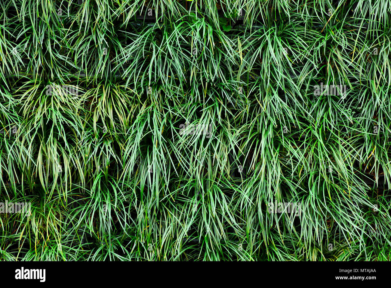 Green grass background / Natural Pattern Background Stock Photo - Alamy