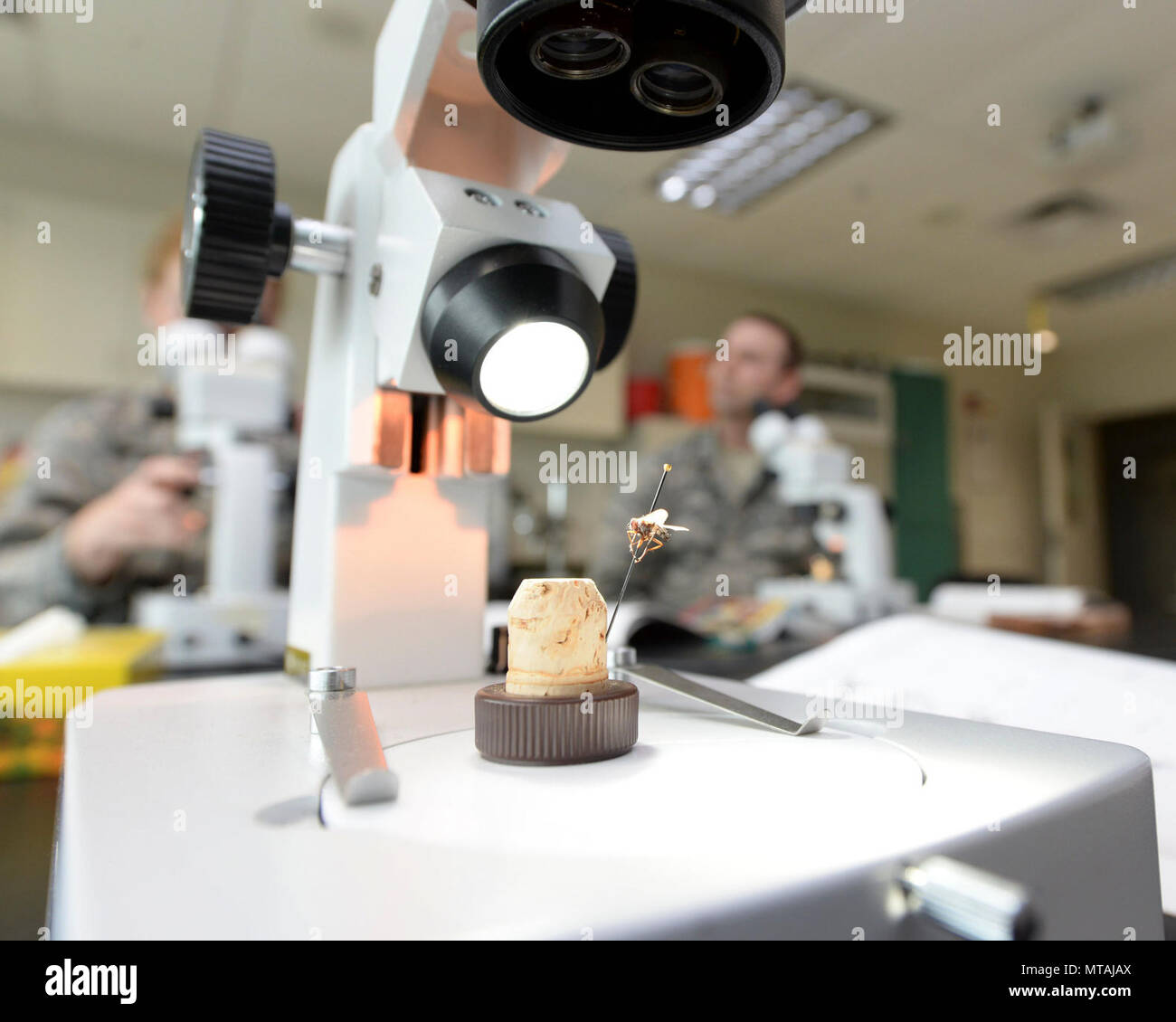 Microscope lab insects hi-res stock photography and images - Alamy