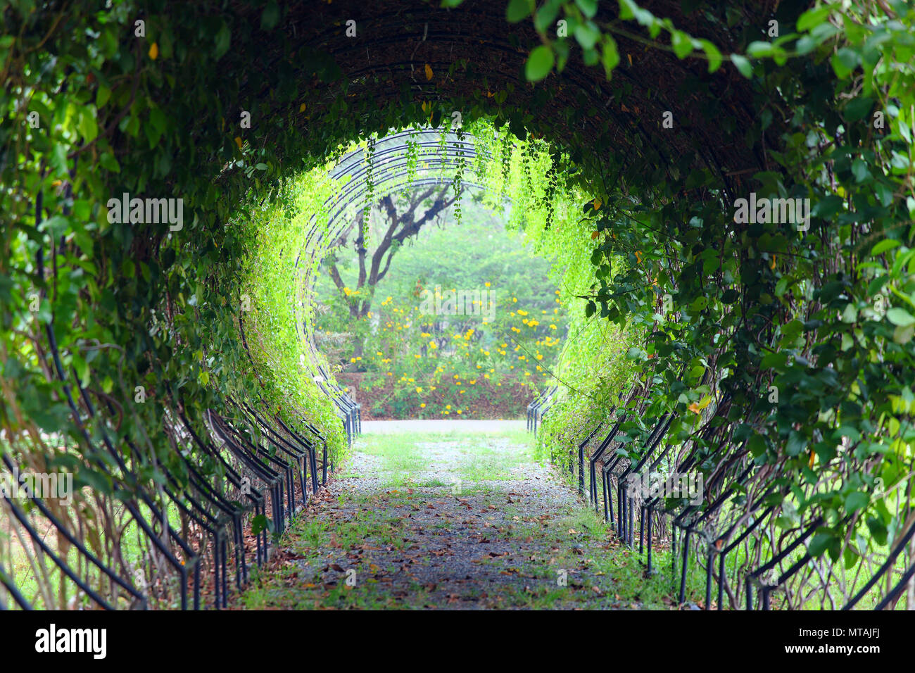 Beautiful mysterious tunnel trees hi-res stock photography and images ...