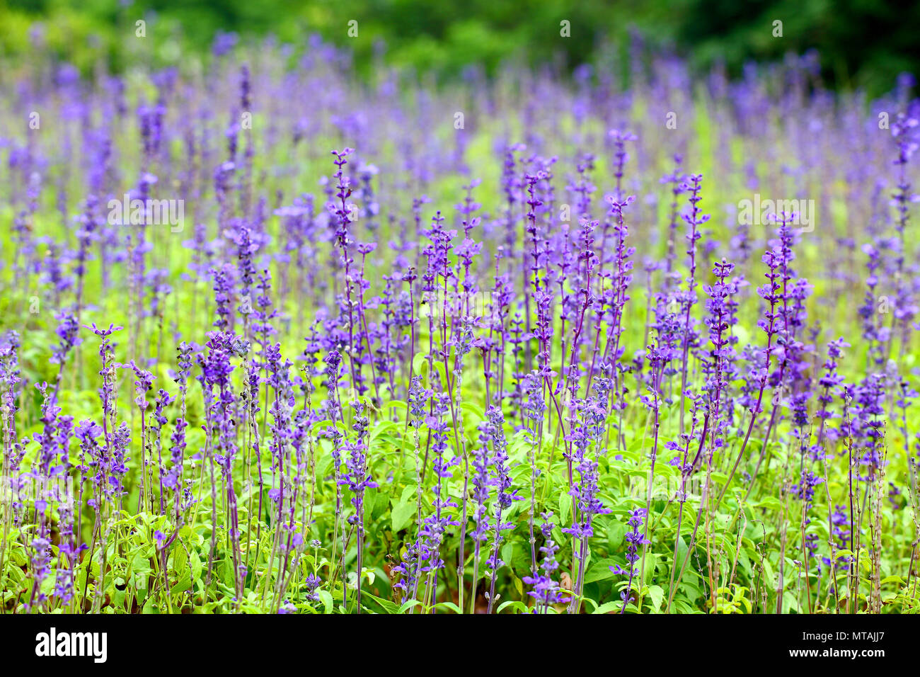 Seamless luxury purple floral wallpaper hi-res stock photography and ...