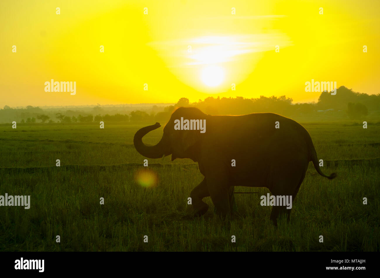 Beautiful morning sunrise elephant hi-res stock photography and images ...