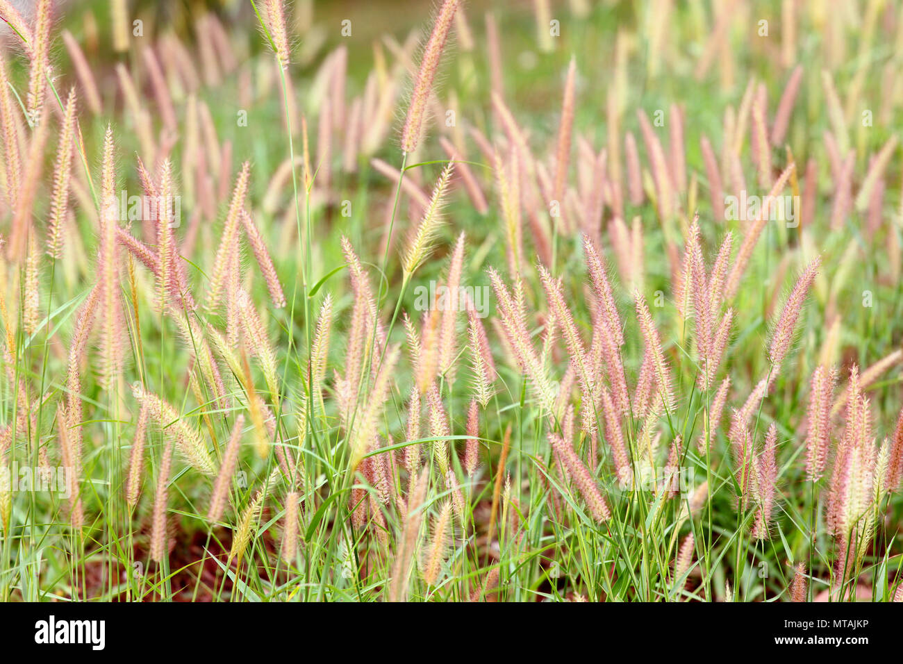 Grass flowers in repetition Pattern / Natural Pattern Background Stock ...