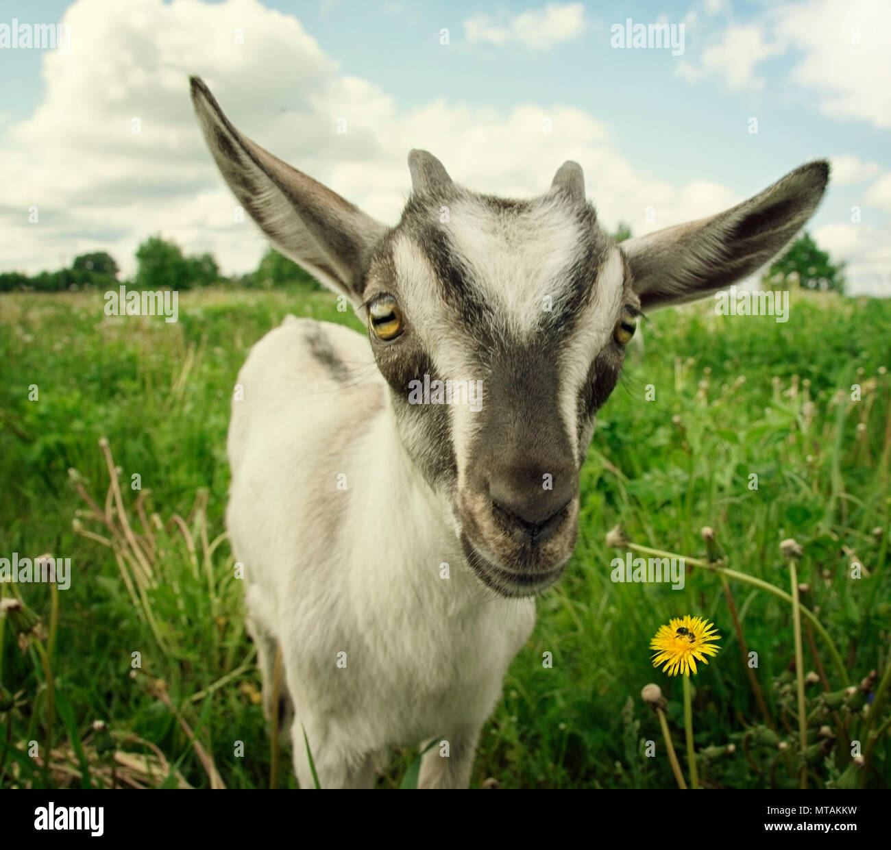 Portrait little funny kid goat hi-res stock photography and images - Alamy