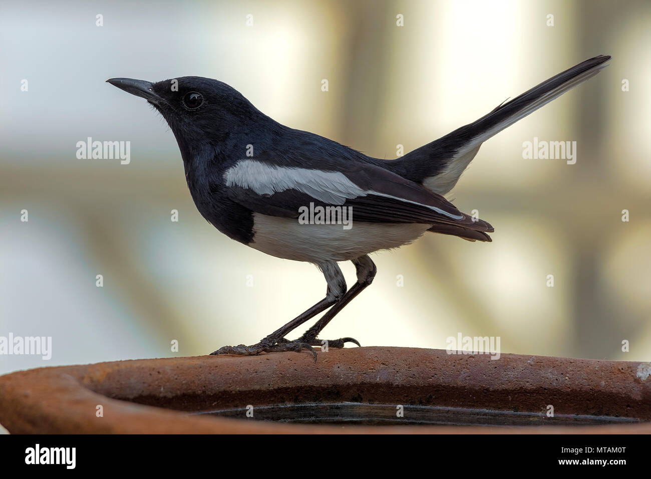 Oriental Magpie Robin Male (Copsychus saularis Stock Photo - Alamy