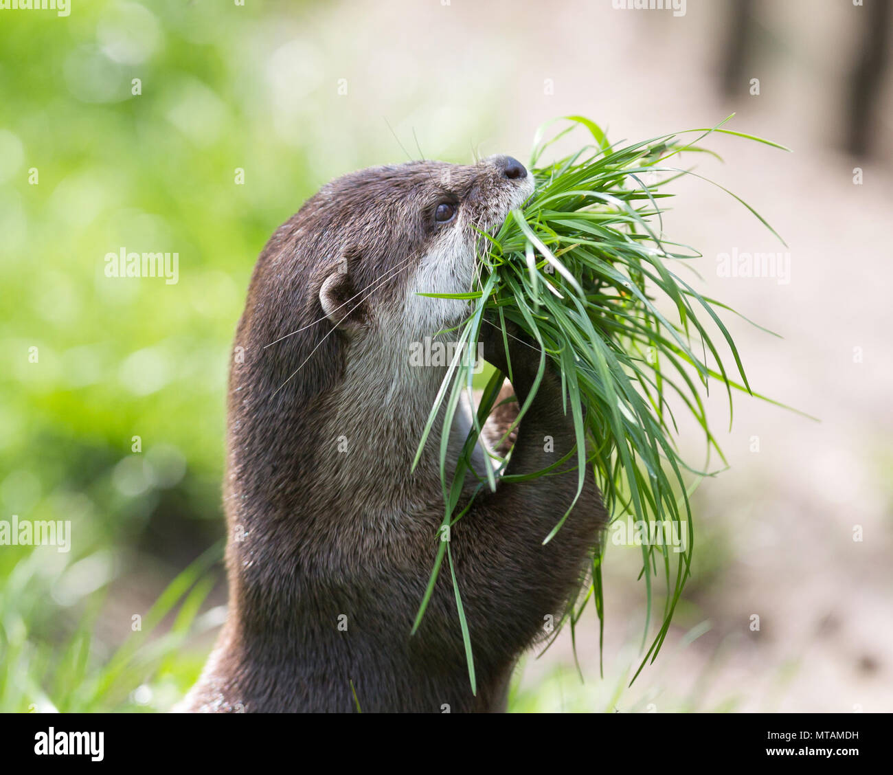 Small claw otter gathering nest material - Fresh green grass Stock ...