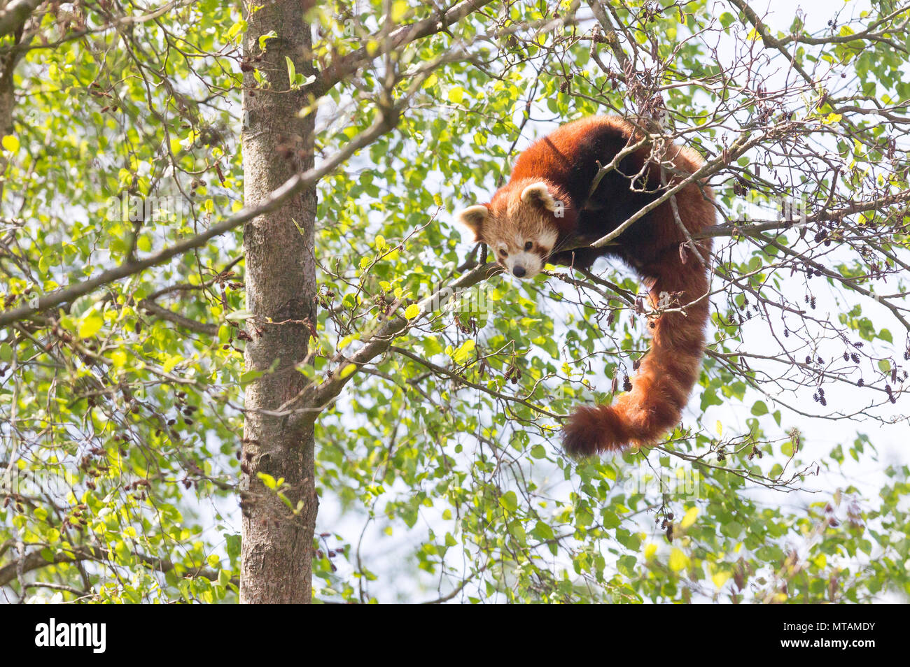 Red panda high up in the trees - Awake Stock Photo - Alamy