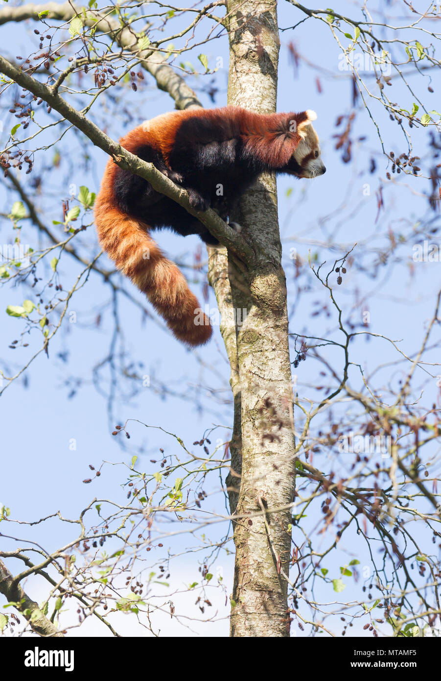 Awake large hi-res stock photography and images - Alamy