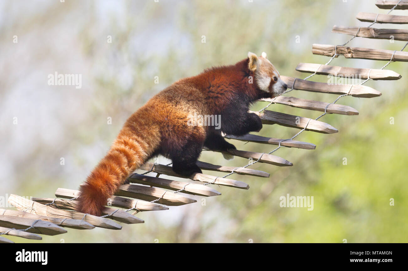 Red panda high up in the trees - Awake Stock Photo - Alamy