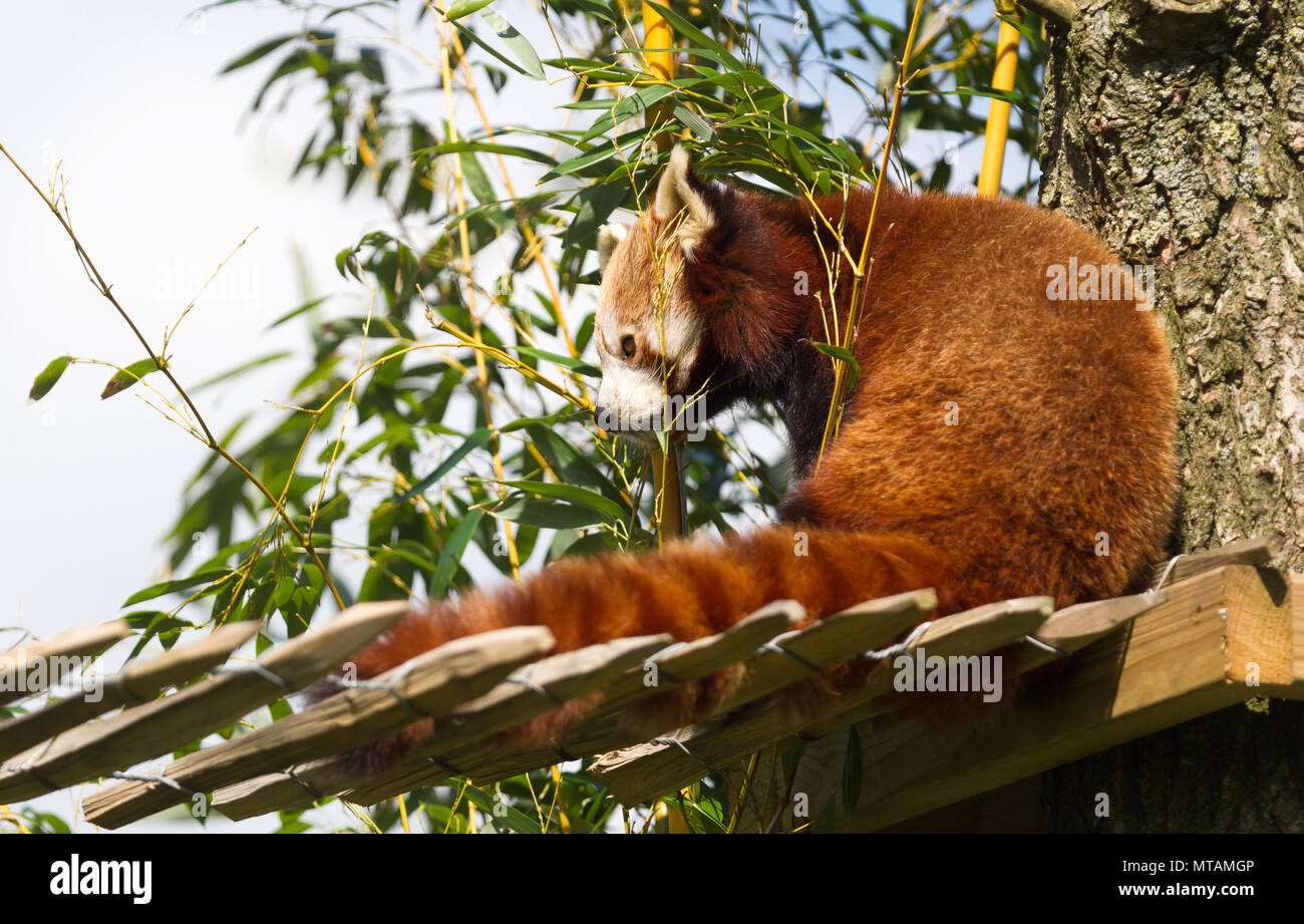 Red panda eating bamboo in a large tree Stock Photo - Alamy