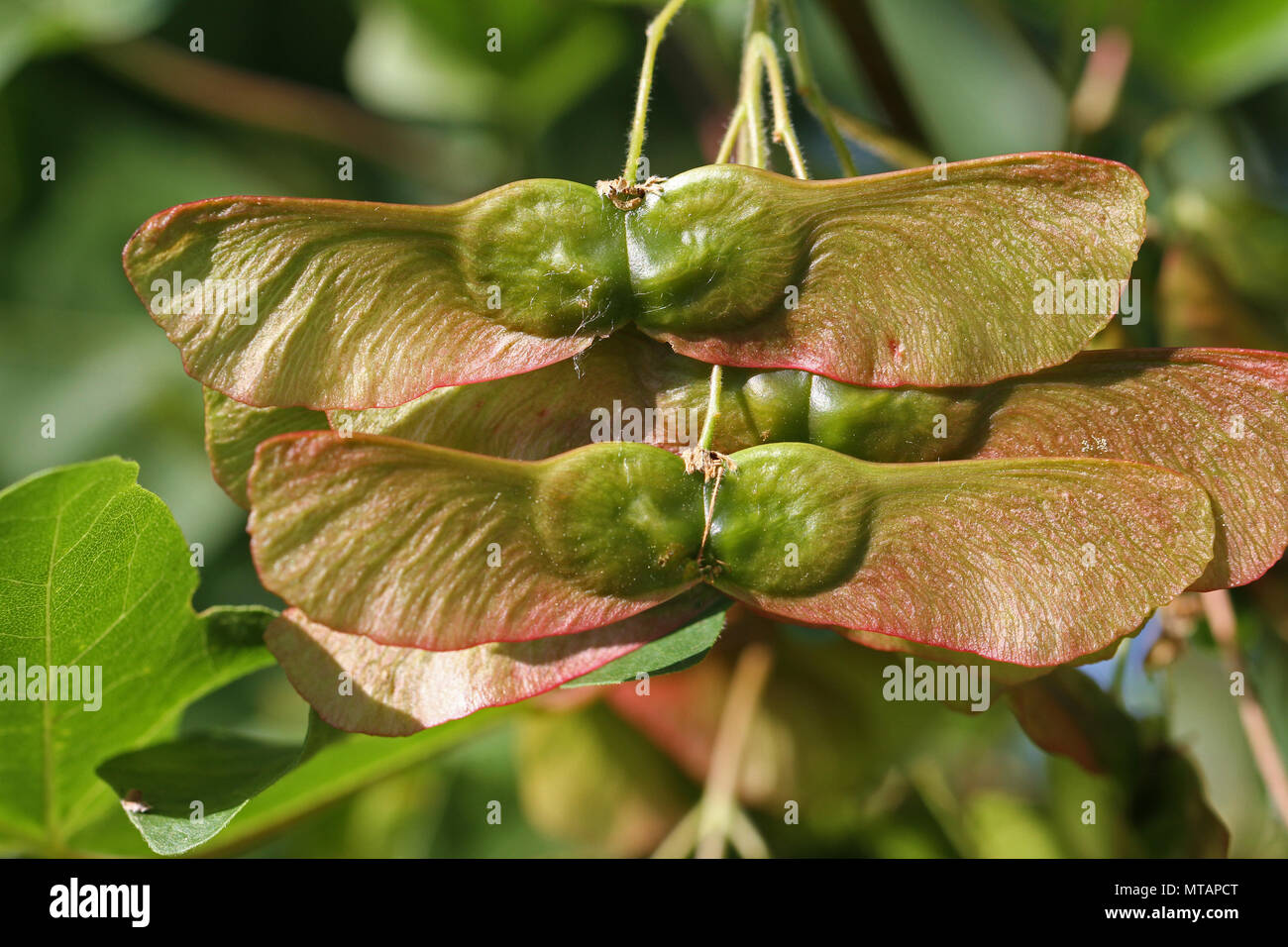 ripening maple or sycamore seed very close up Latin acer opalus or ...