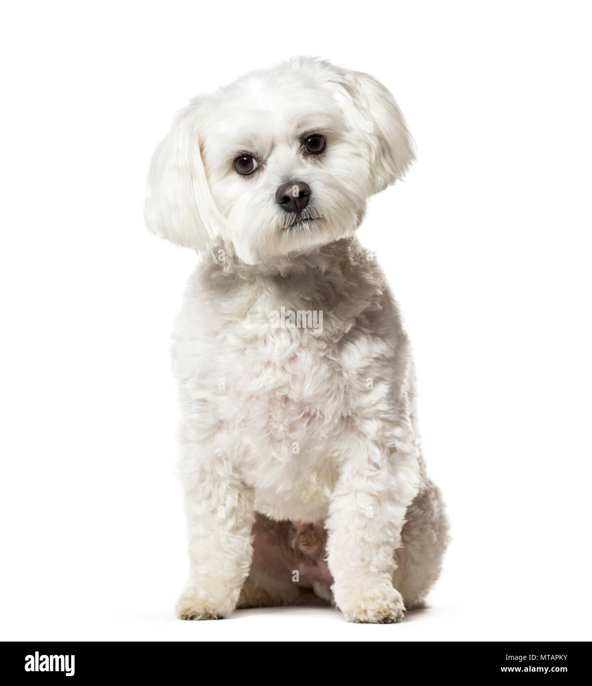 Maltese dog sitting against white background Stock Photo - Alamy
