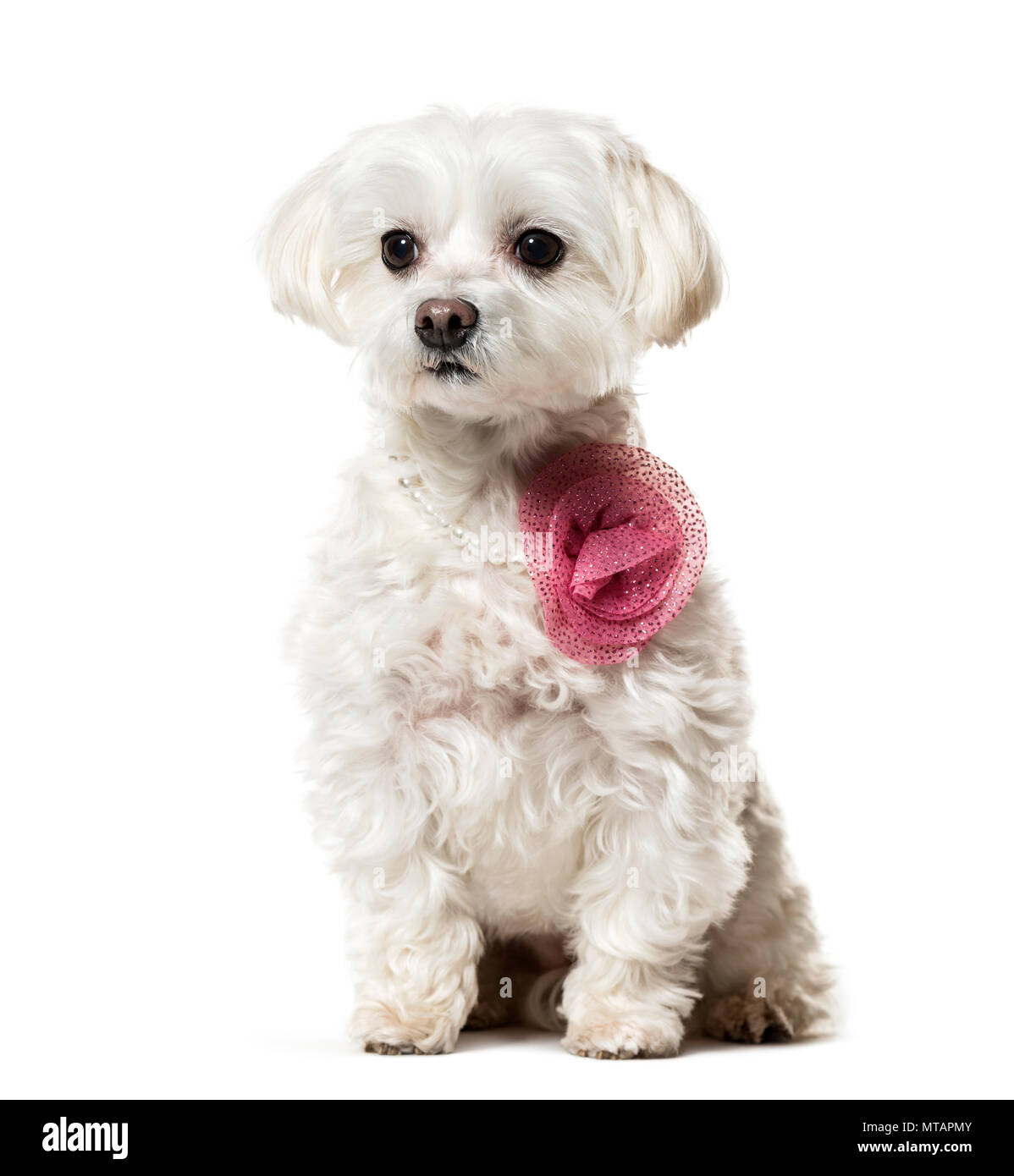 Dog in pink hi-res stock photography and images - Alamy