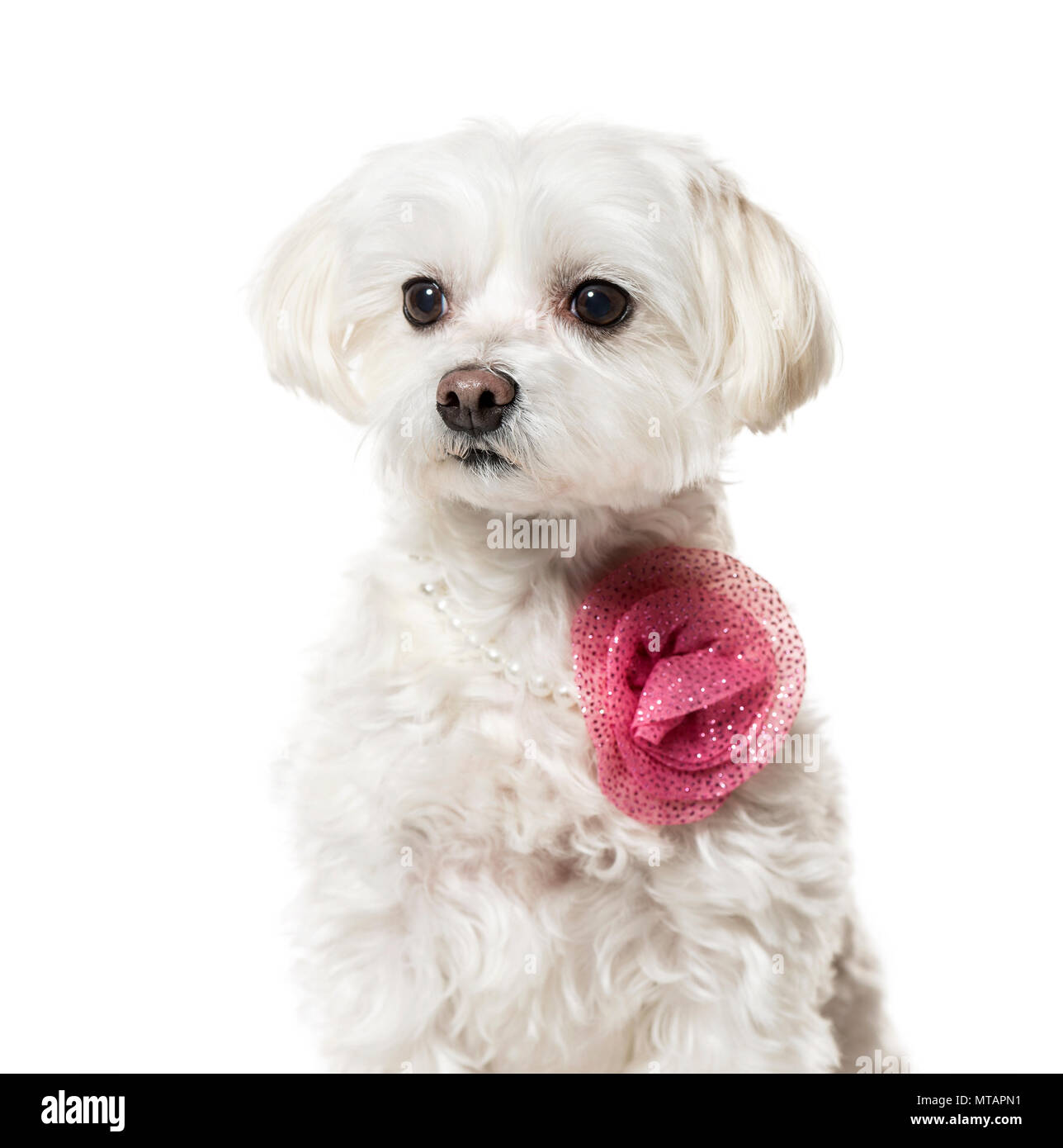 Maltese dog in pink fashion sitting against white background Stock ...