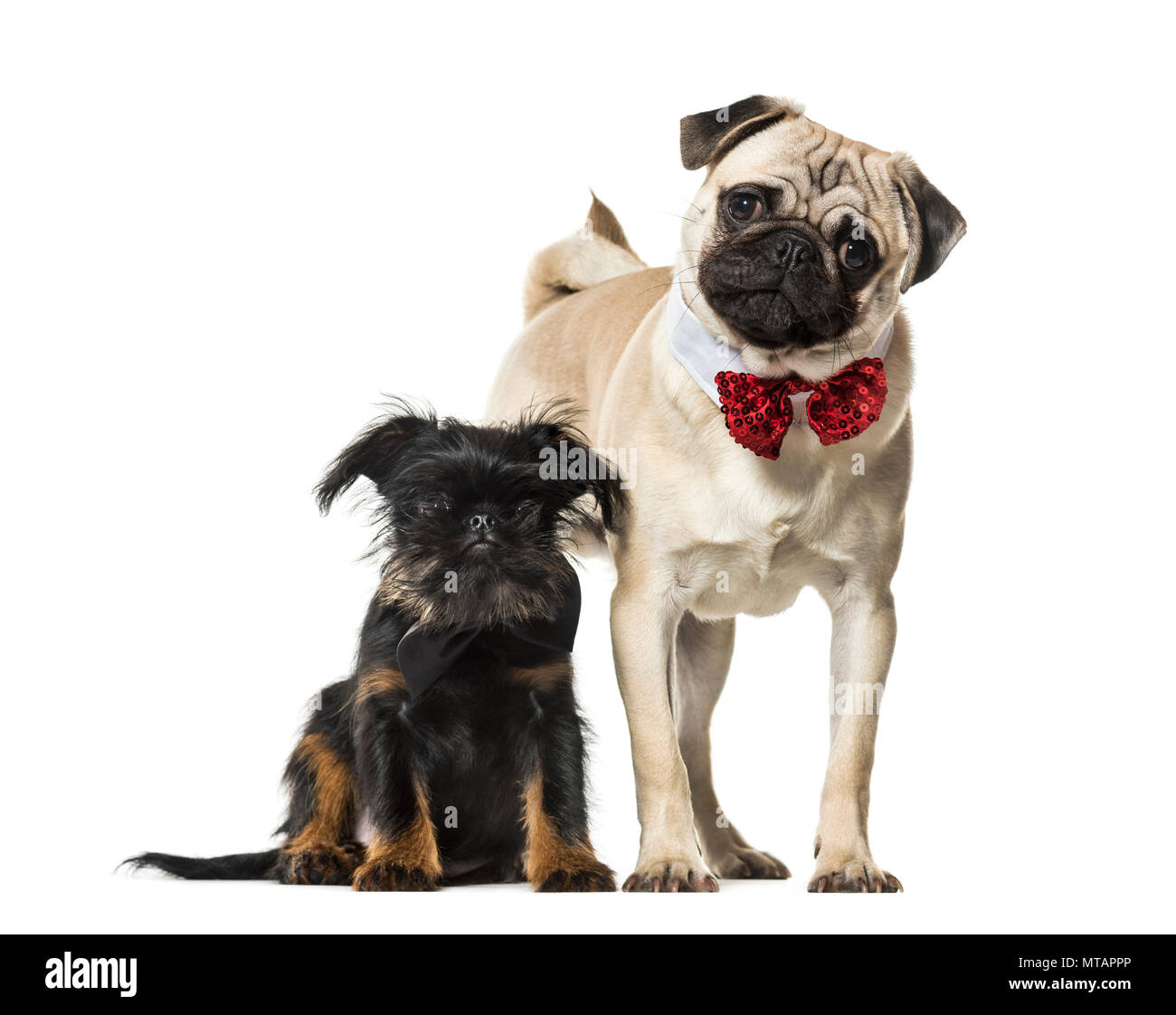 Pug and Griffon together against white background Stock Photo - Alamy