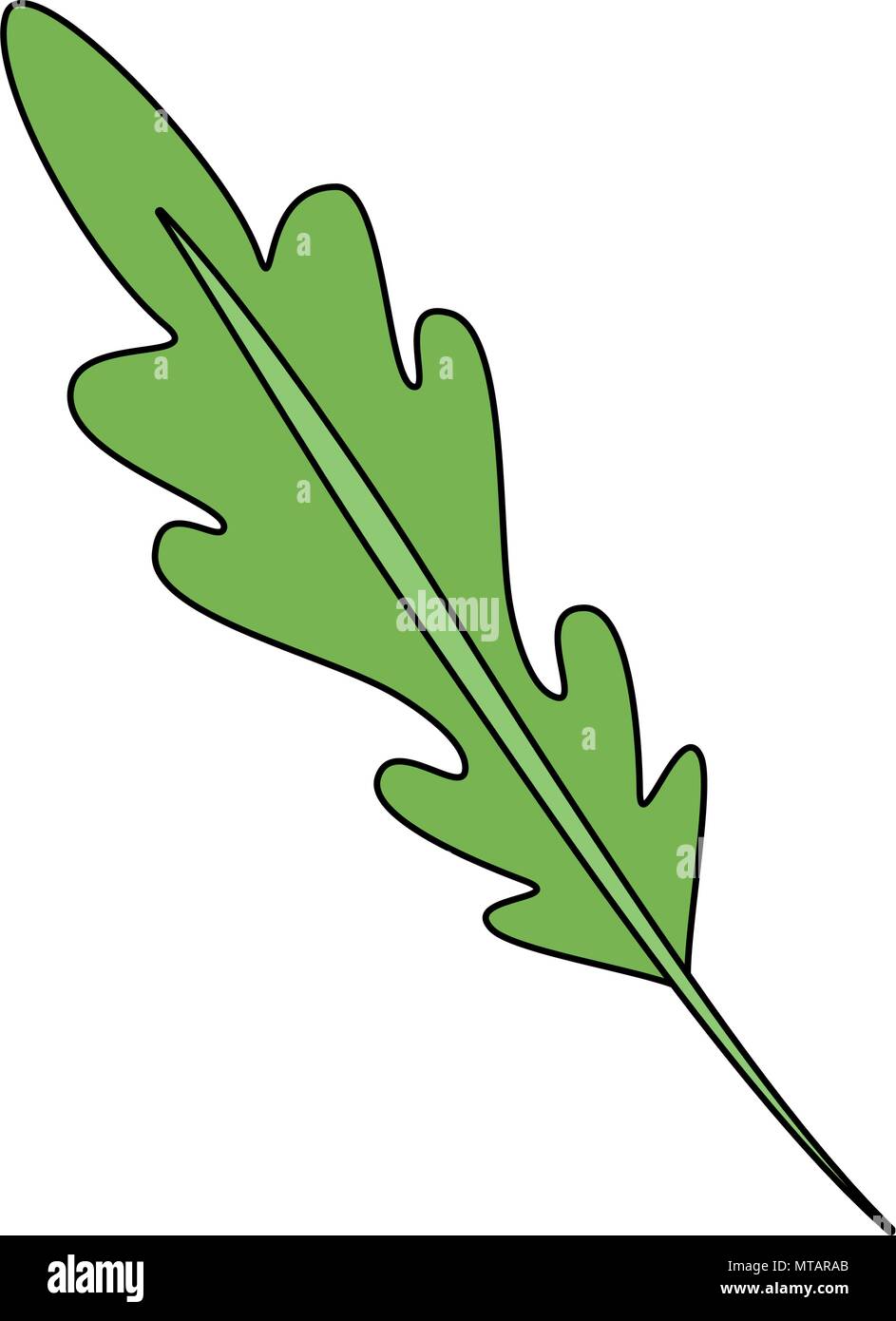 Coriander herb natural condiment Stock Vector Images - Alamy