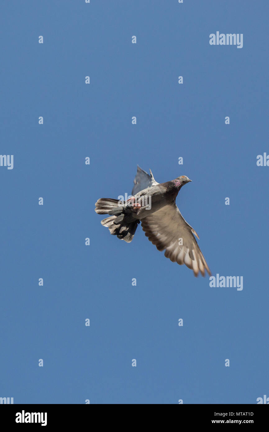 Single pigeon in the air with wings wide open Stock Photo - Alamy