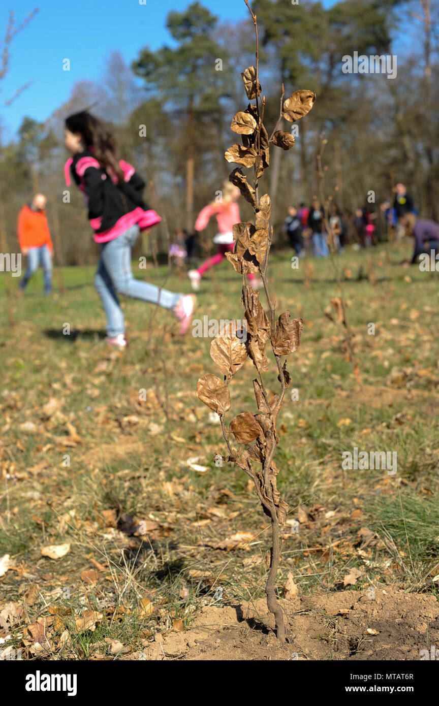Kaiserslautern Military Community students retrieve and plant trees at ...