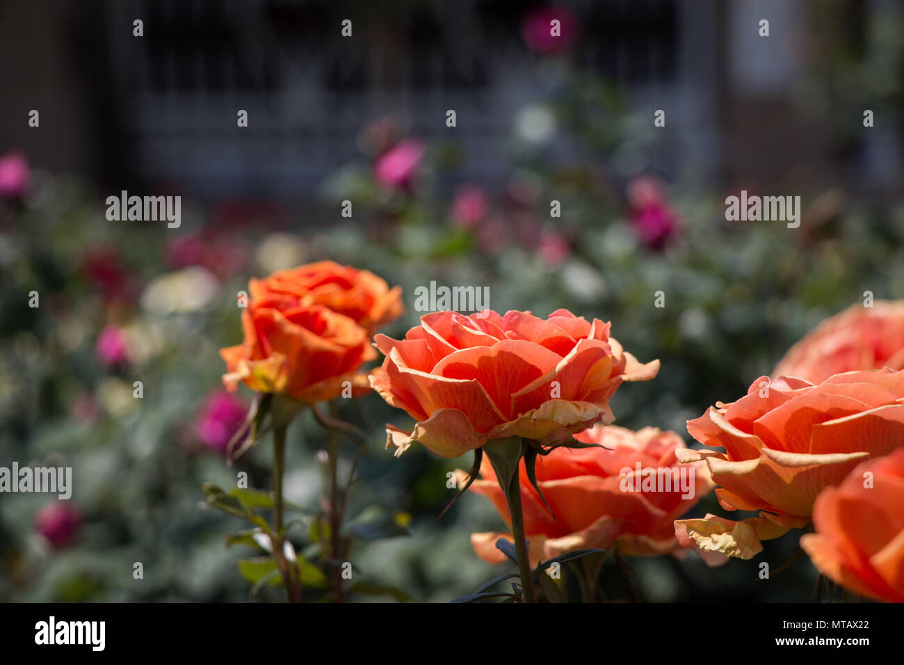 Blooming beautiful colorful roses in the garden background Stock Photo ...